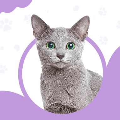 Russian Blue | Özellikleri, Bakımı ve Karakterleri