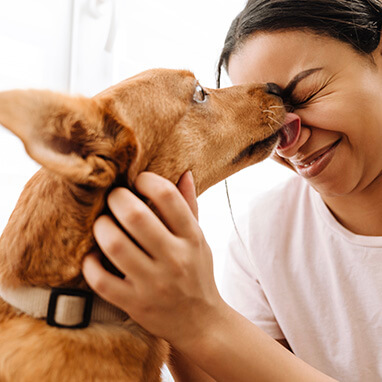 Köpekler Neden Sahibini Yalar?