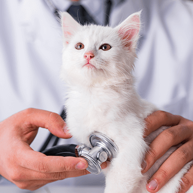 Diagnosis and Treatment of Cat Kidney Failure | VetAmerican