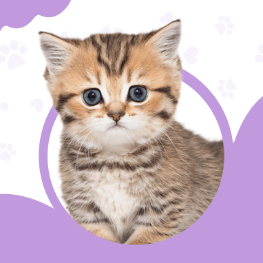 Munchkin | Traits, Appearance, General, Character