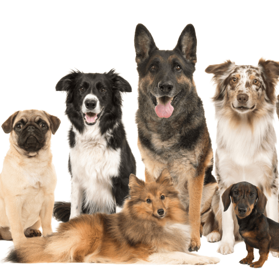Dog Types and Features|VetAmerican