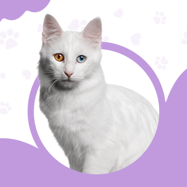 Angora Cat | Traits, Appearance, General Character