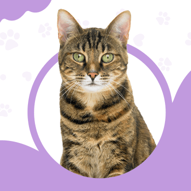 Tabby Cat | Traits, Appearance, General Character