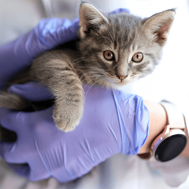 Diagnosis and Treatment of Cat Hyperthyroidism | VetAmerican