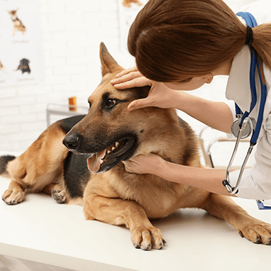 Blood Parasite (Ehrlichiosis) in Dogs | VetAmerican