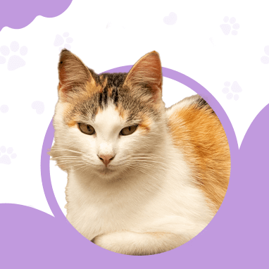 Calico Kedi | Özellikleri, Bakımı ve Karakterleri