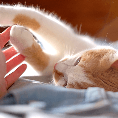 Treatment of Cat Kneecap Dislocation | VetAmerican