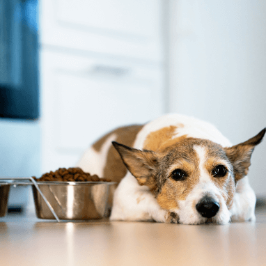 Loss of Appetite in Dogs - Symptoms | VetAmerican