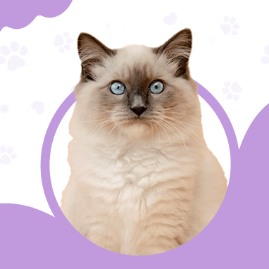 Ragdoll | Traits, Appearance, General, Character