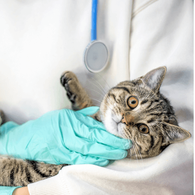 Cat Diseases and Treatments | VetAmerikan