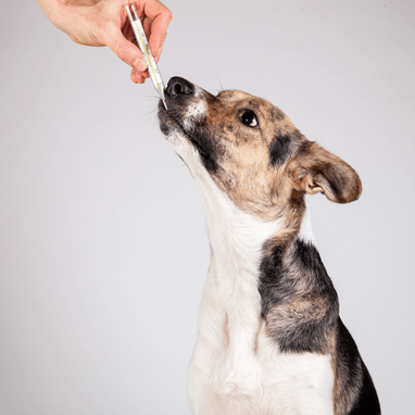 High Fever in Dogs - Symptoms and Treatment | VetAmerican