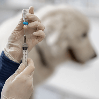 Leishmaniasis in Dogs - Symptoms and Treatment | VetAmerican