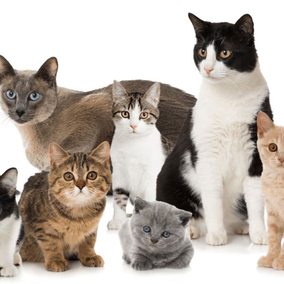 Cat Types and Their Features | VetAmerikan